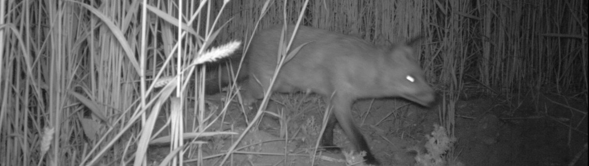 Game & Wildlife Conservation Trust - The GWCT