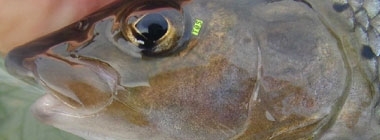 Game & Wildlife Conservation Trust